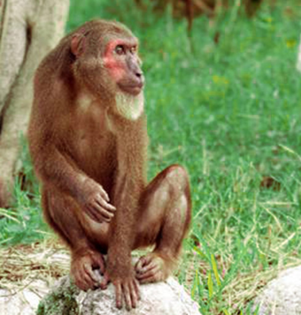 KHỈ MẶT ĐỎ - Bảo tàng Lâm Đồng